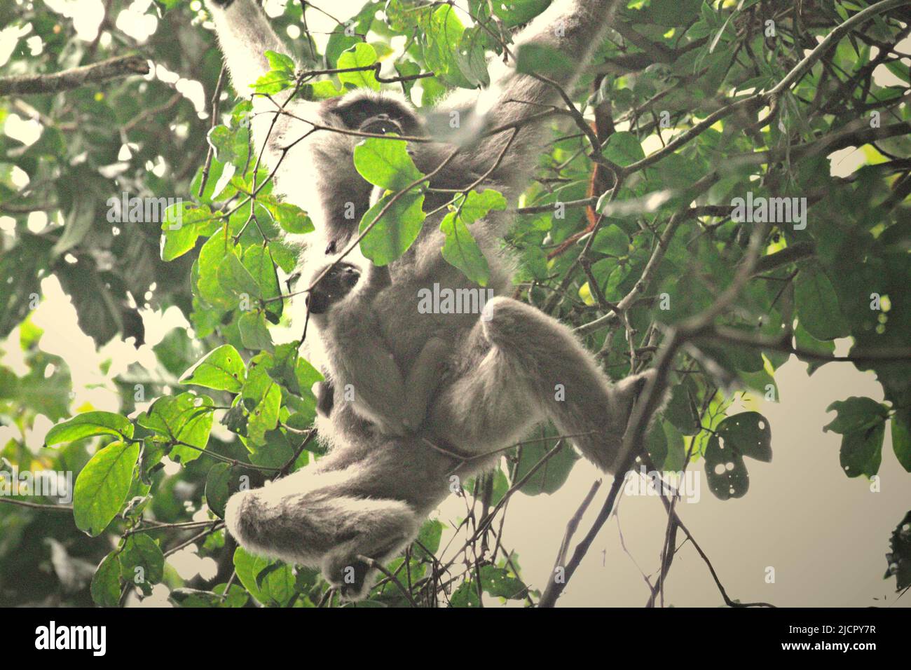 A female individual of Javan gibbon (Hylobates moloch, silvery gibbon ...