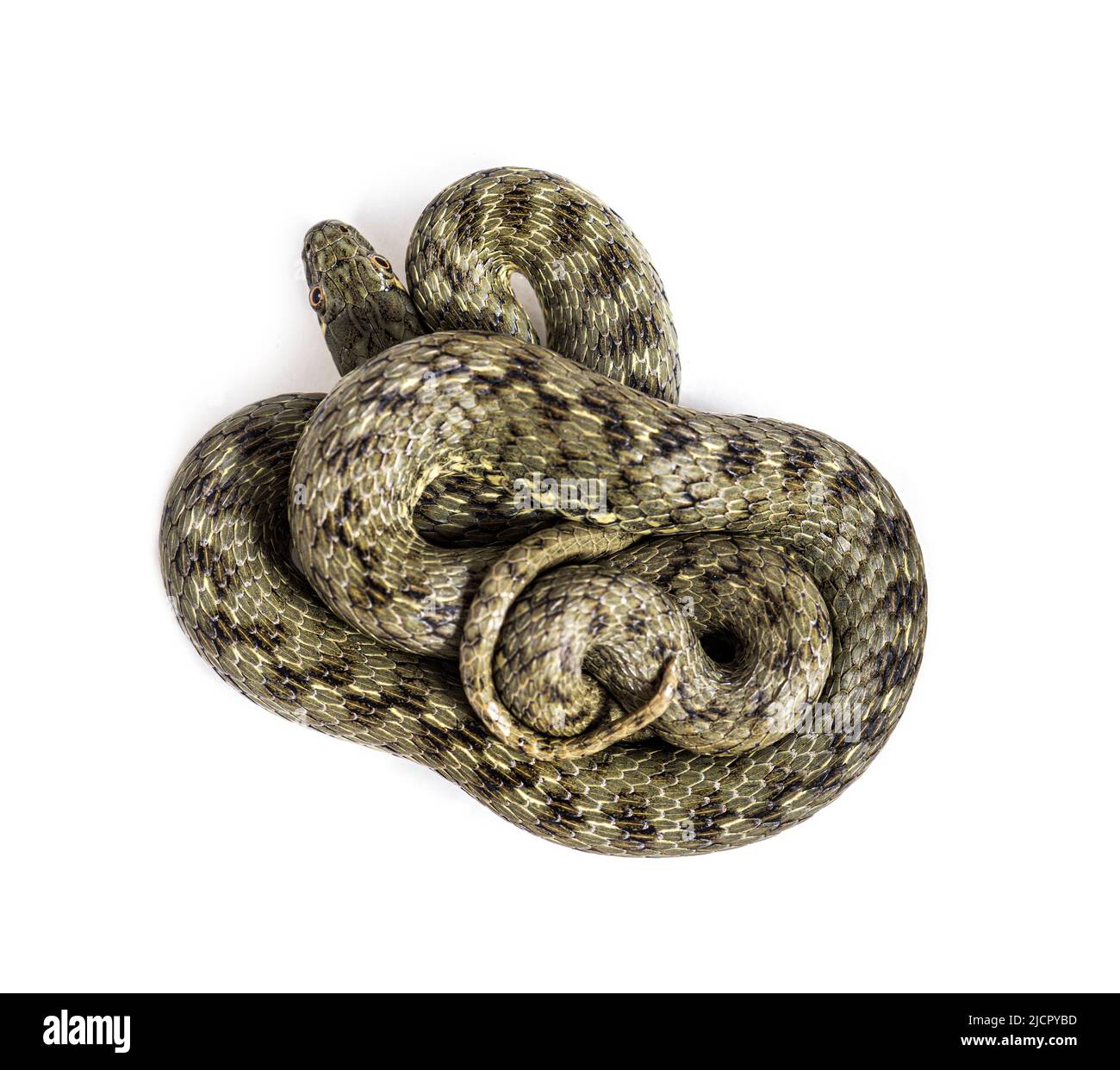 Viperine water snake, Natrix maura, nonvenomous and Semiaquatic snake ...