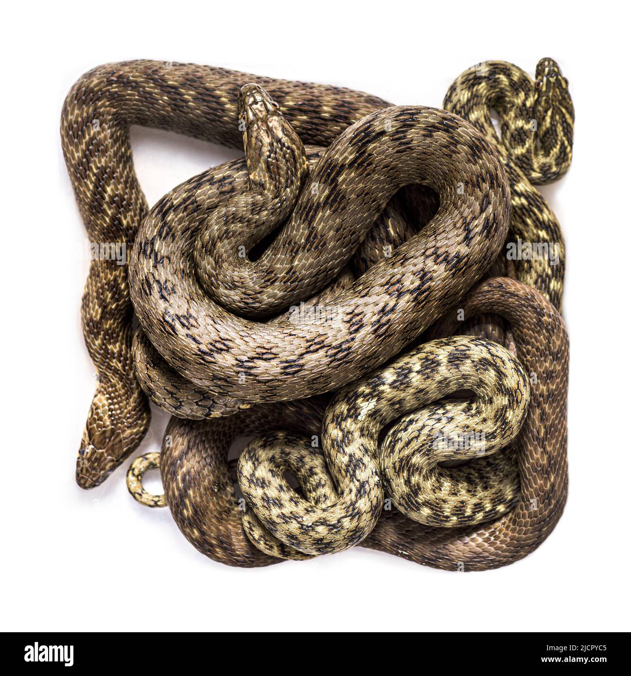 Top view animal hi-res stock photography and images - Alamy