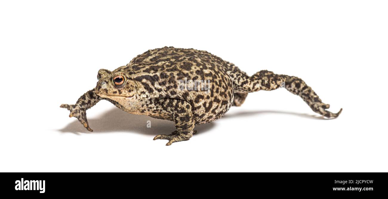 European common toad walking, Bufo bufo, isolated on white Stock Photo ...