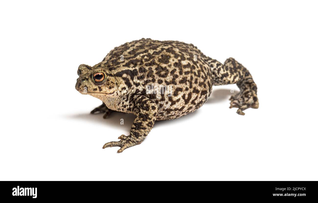 Toad walking Cut Out Stock Images & Pictures - Alamy