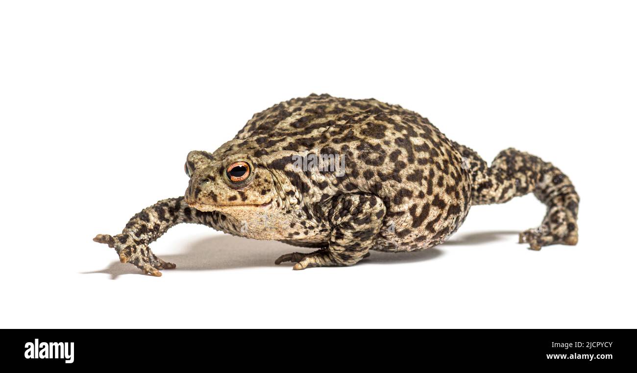 Toad walking Cut Out Stock Images & Pictures - Alamy