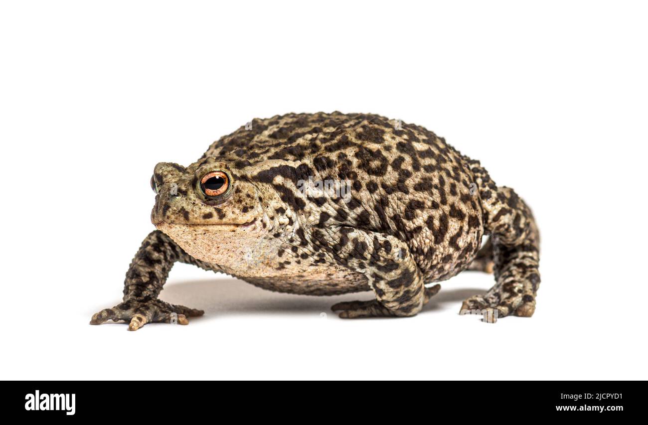 Toad walking Cut Out Stock Images & Pictures - Alamy