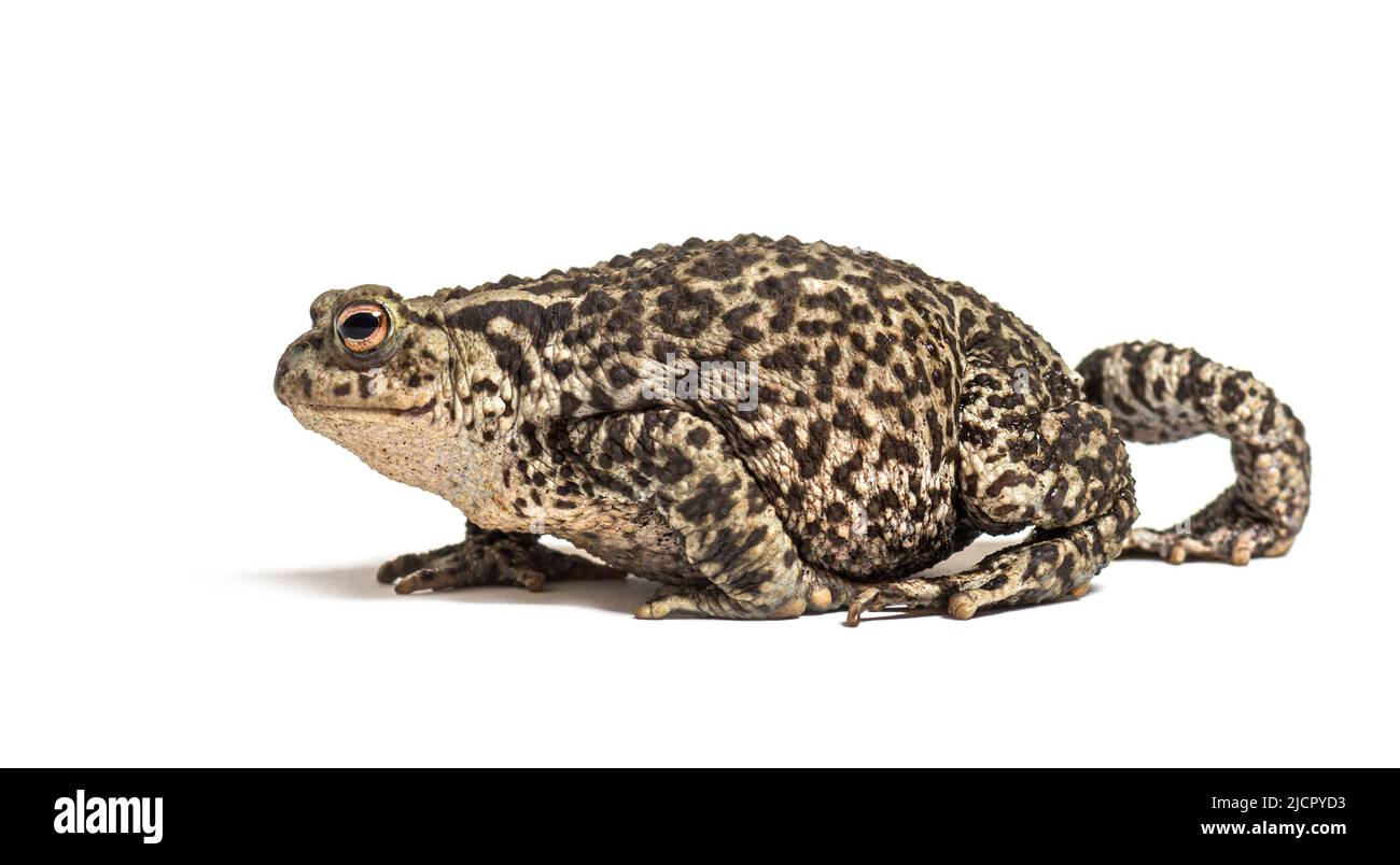 Toad walking Cut Out Stock Images & Pictures - Alamy