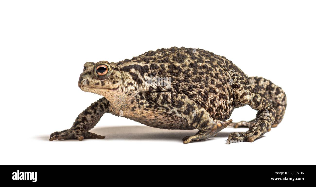 Toad walking Cut Out Stock Images & Pictures - Alamy