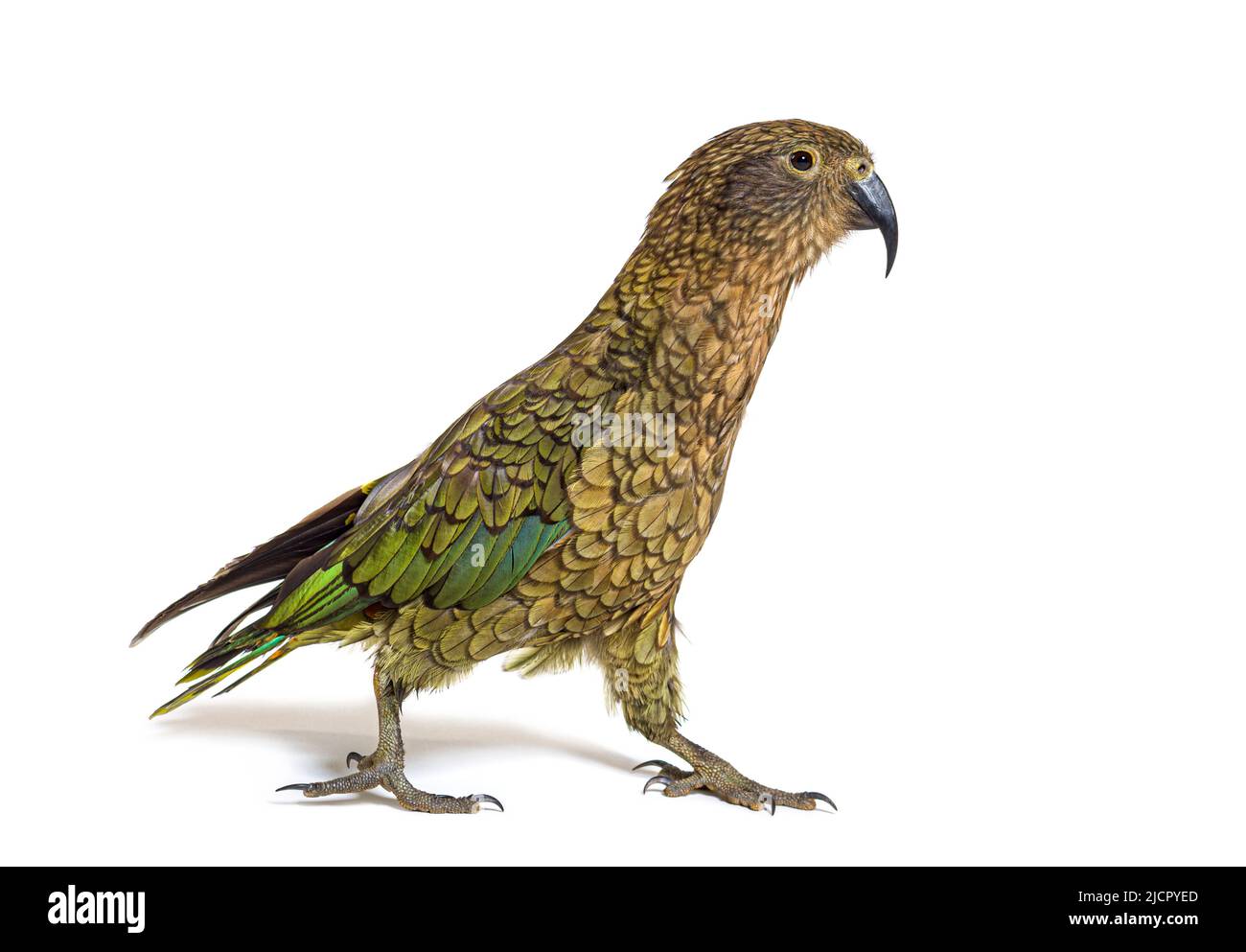 Kea bird Cut Out Stock Images & Pictures - Alamy