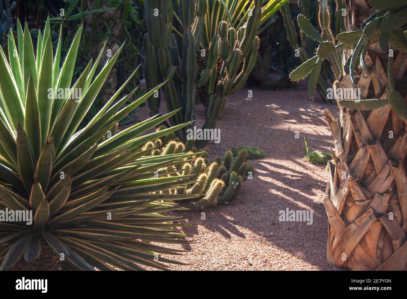 Cactus garden in Marrakesh, Morocco Stock Photo - Alamy