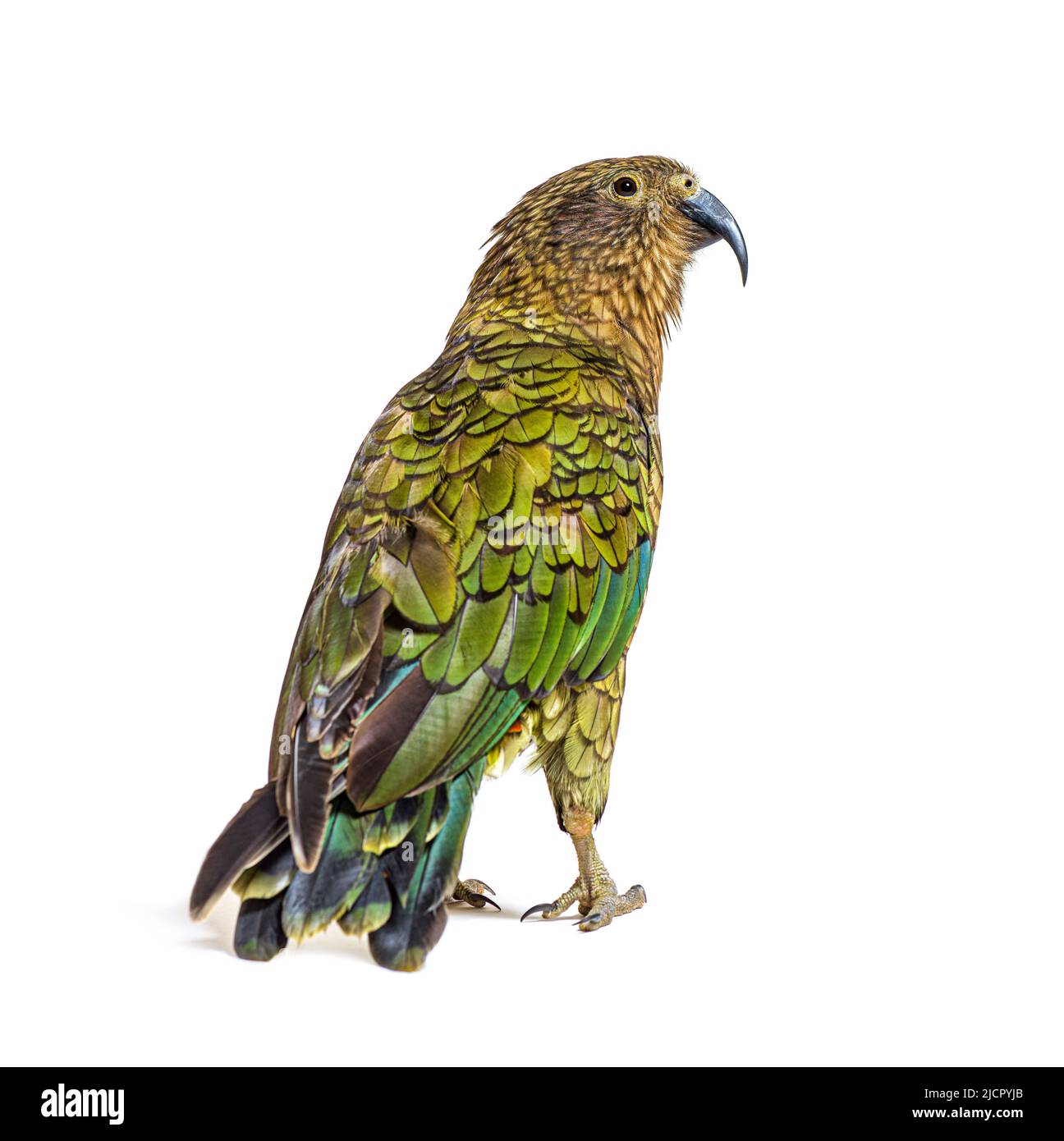 Kea standing Cut Out Stock Images & Pictures - Alamy