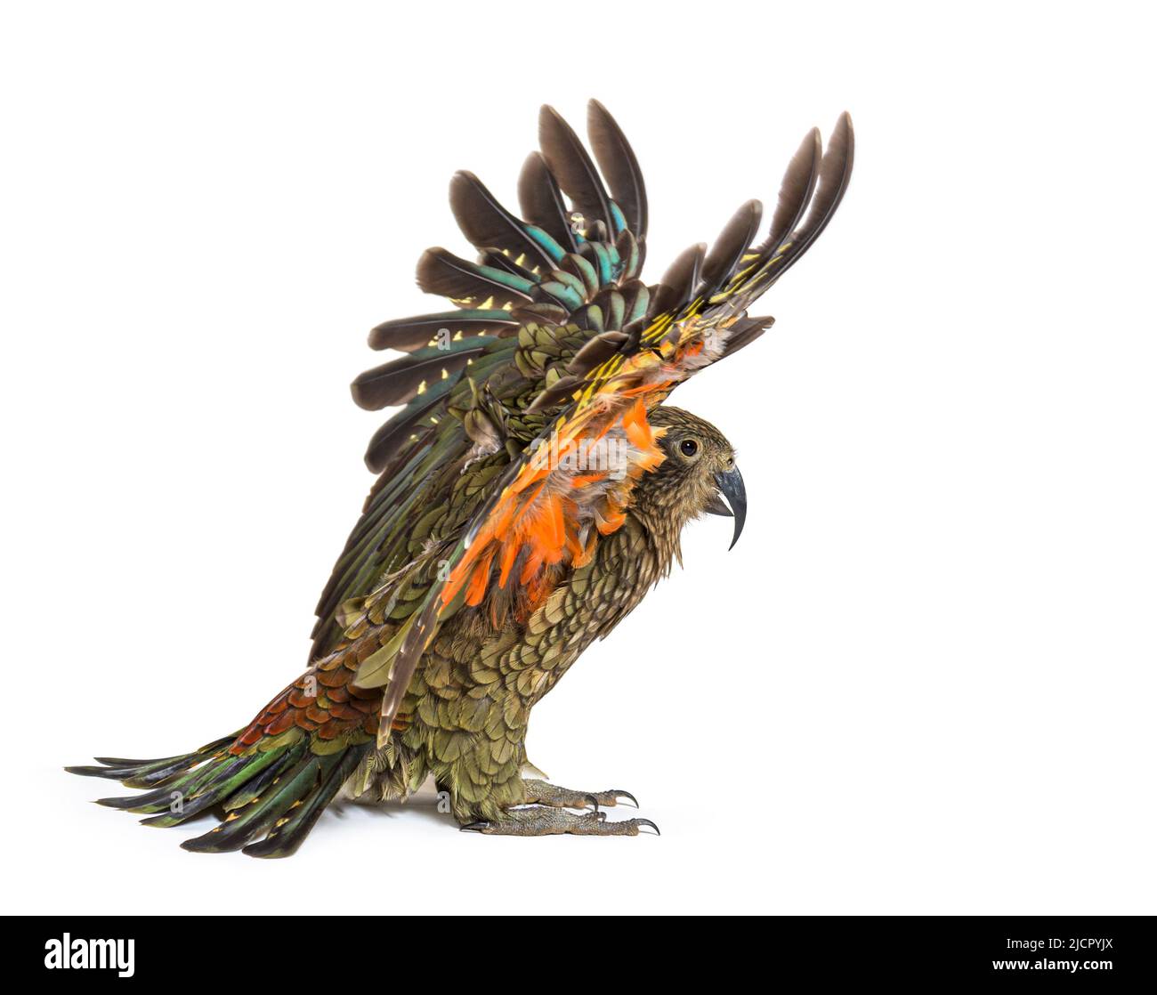 Kea bird Cut Out Stock Images & Pictures - Alamy