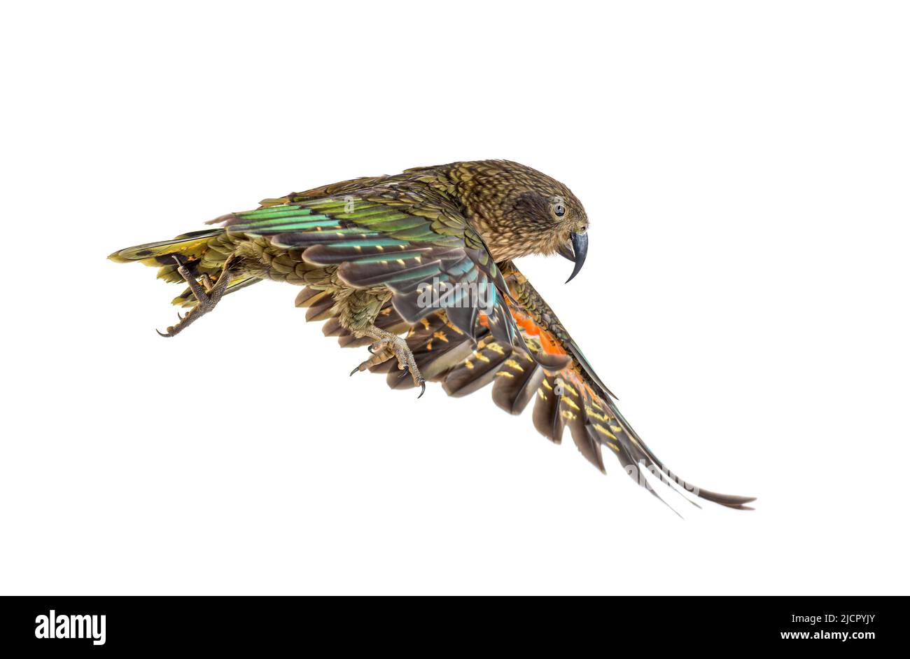 Kea Bird, Nestor notabilis, or Alpine parrot, flying, isolated on white ...