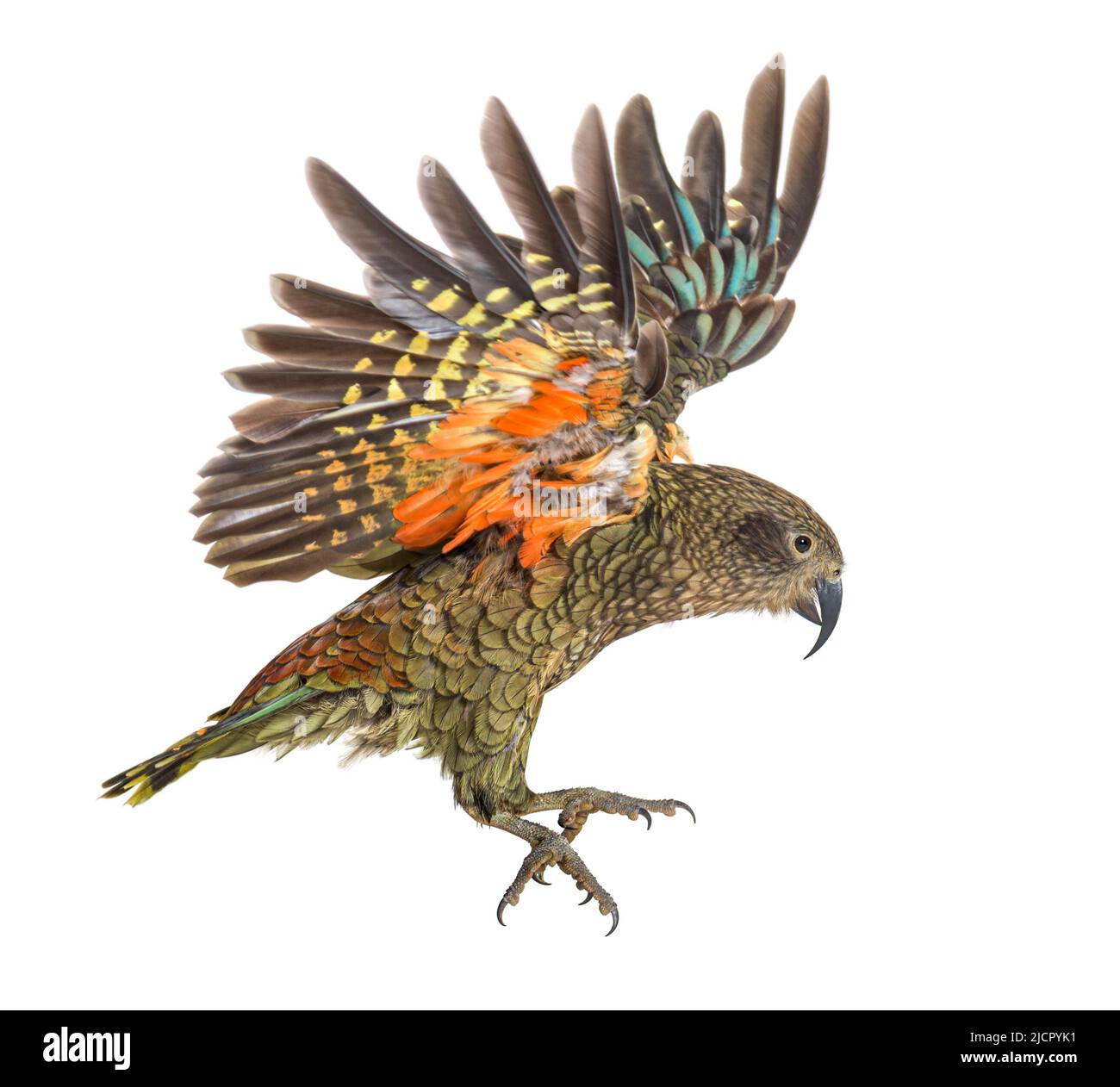 Kea Bird, Nestor notabilis, or Alpine parrot, flying, isolated on white ...