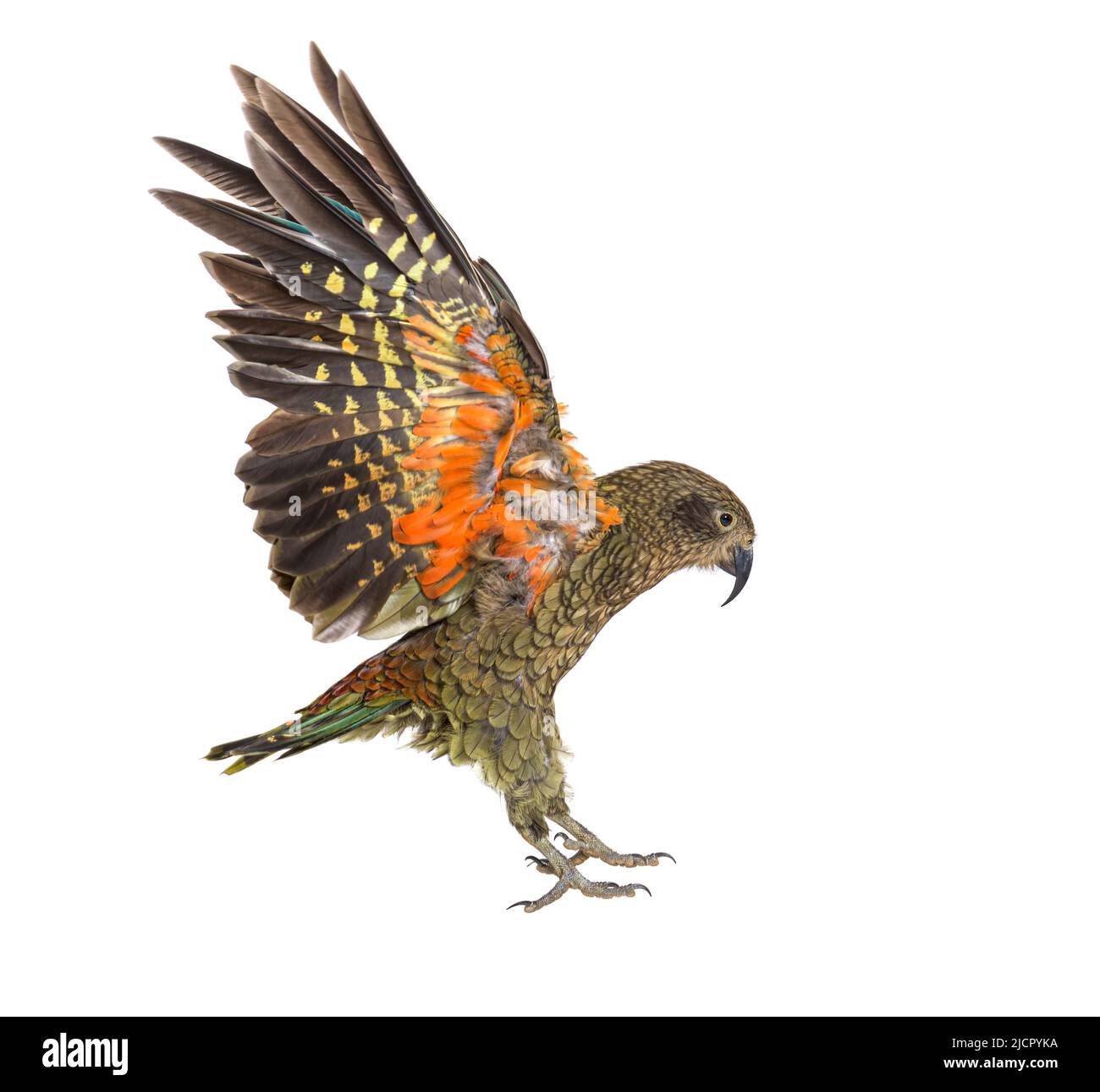 Kea Bird, Nestor notabilis, or Alpine parrot, flying, isolated on white ...