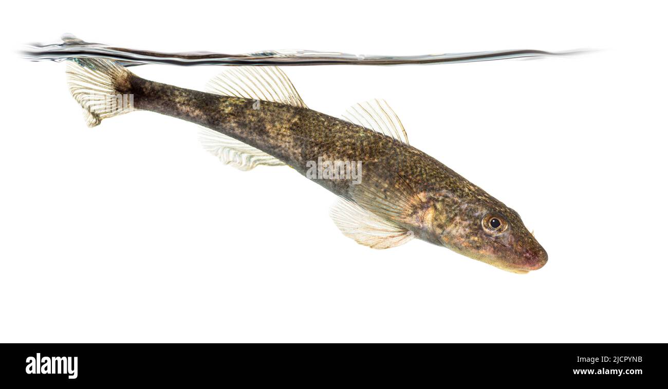 Streber zingel streber hi-res stock photography and images - Alamy