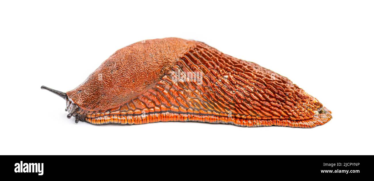 Red slug arion rufus hi-res stock photography and images - Alamy