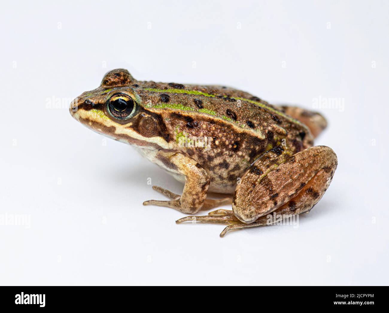 Side view of Marsh frog, Pelophylax ridibundus, not isolated Stock Photo - Alamy