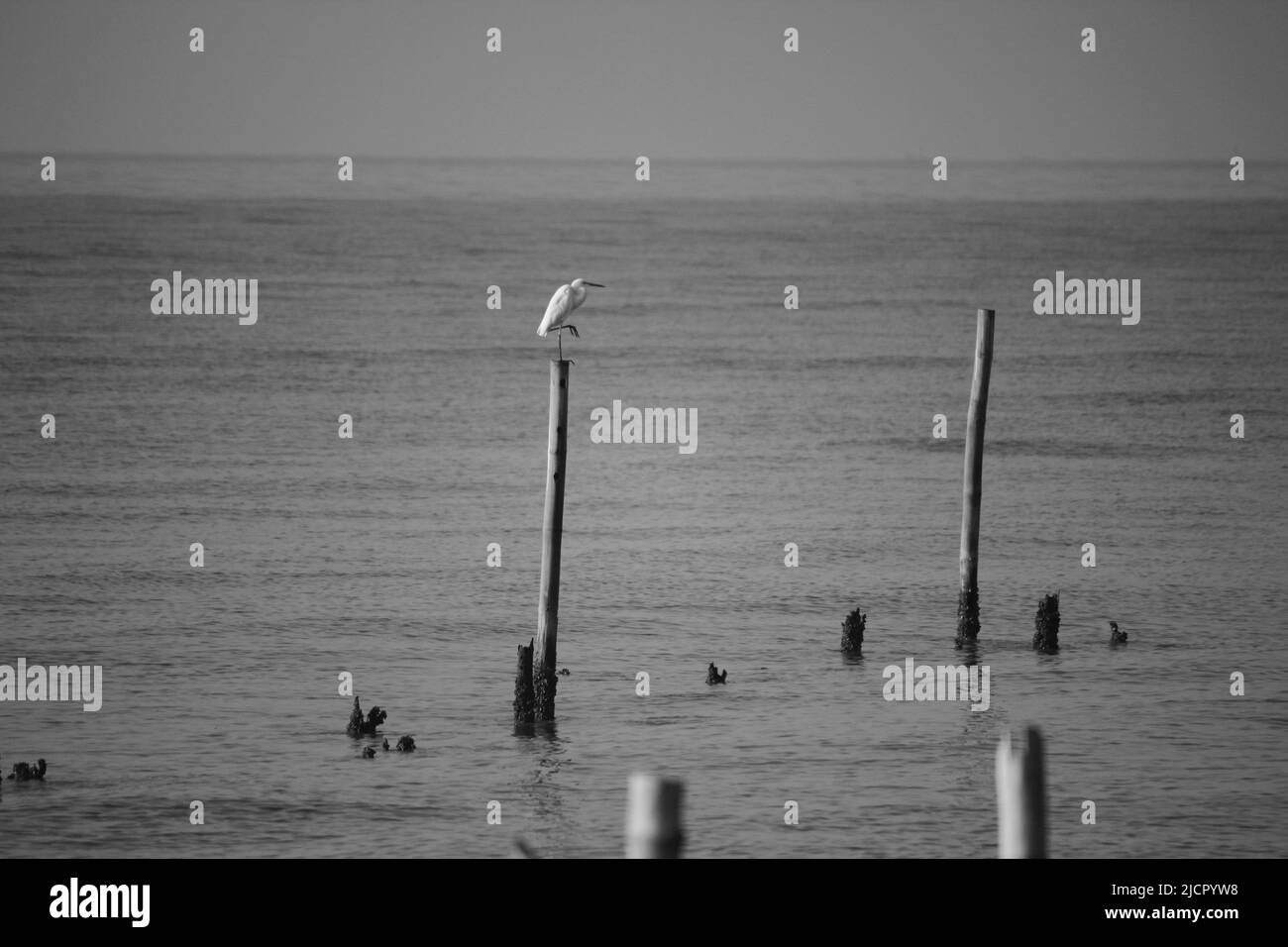 White stork standing on the wood at the beach with sea background Stock ...