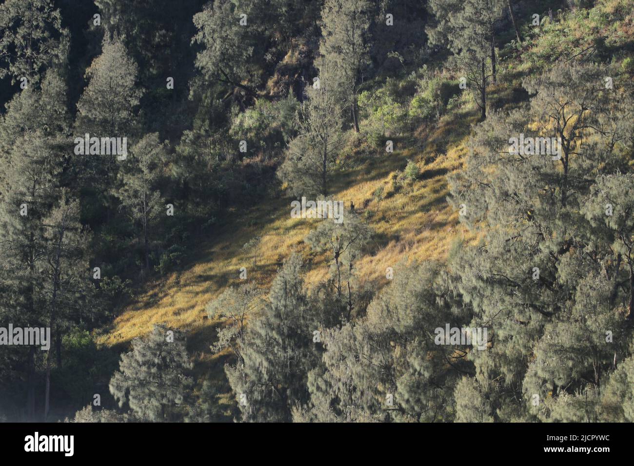 Nature background of hill with trees and other plants Stock Photo - Alamy