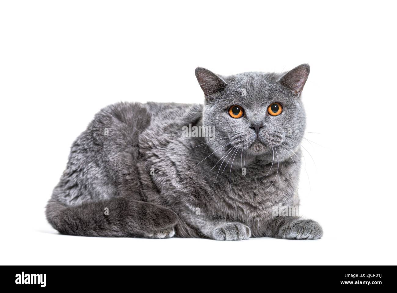 Grey British shorthair cat, isolated on white Stock Photo - Alamy