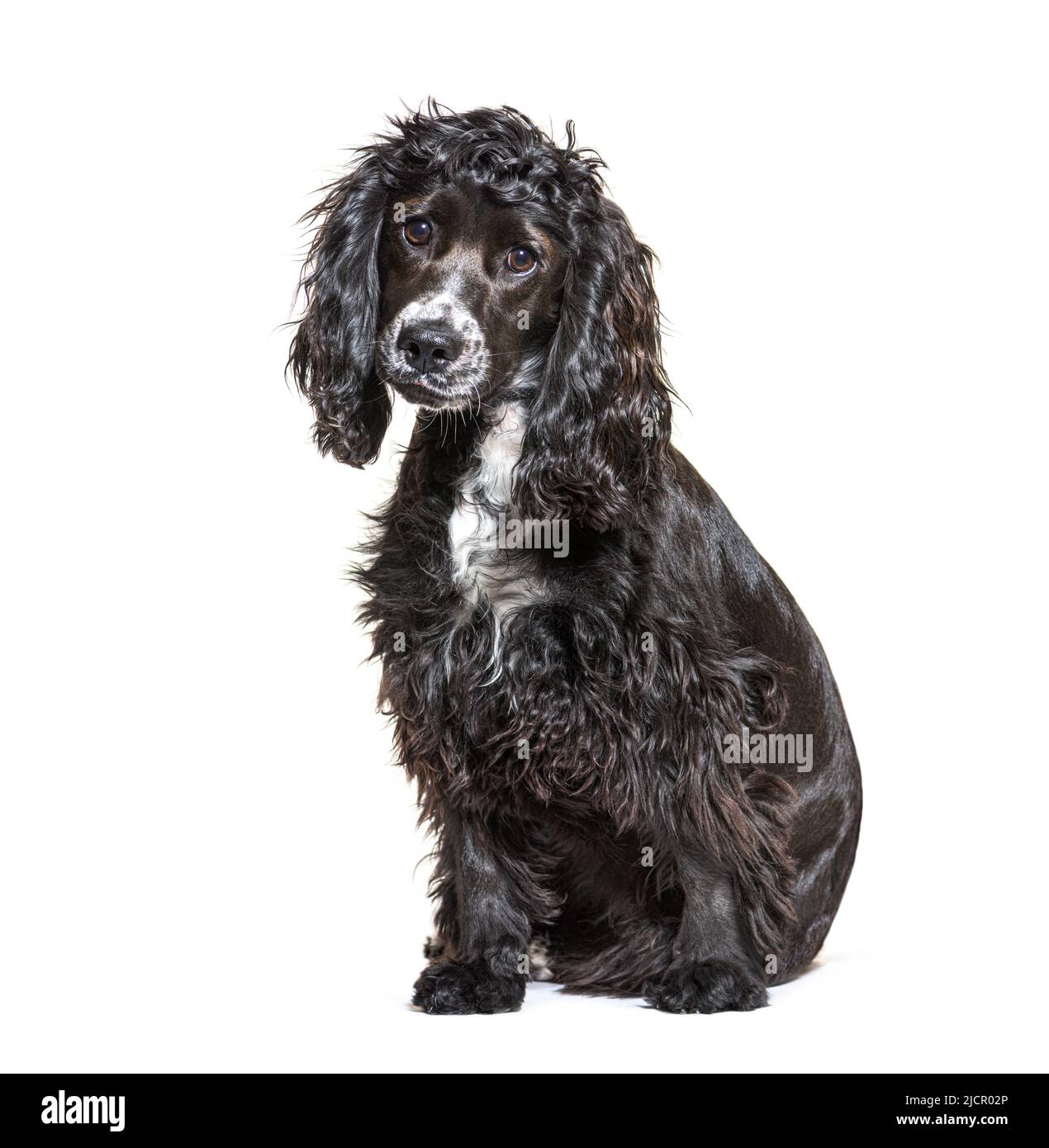 Sitting English cocker spaniel dog, isolated on white Stock Photo - Alamy