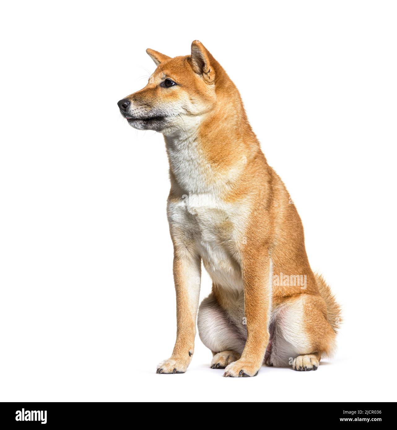 Side view of a shiba inu dog looking away, isolated on white Stock ...