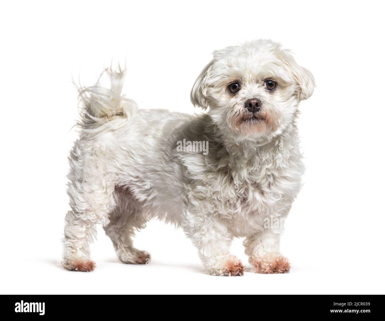 Side view of a white Maltese dog standing looking at camera, isolated ...