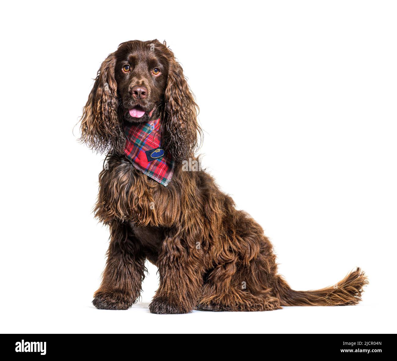 English cocker spaniel dog wearing a red scarf Stock Photo - Alamy