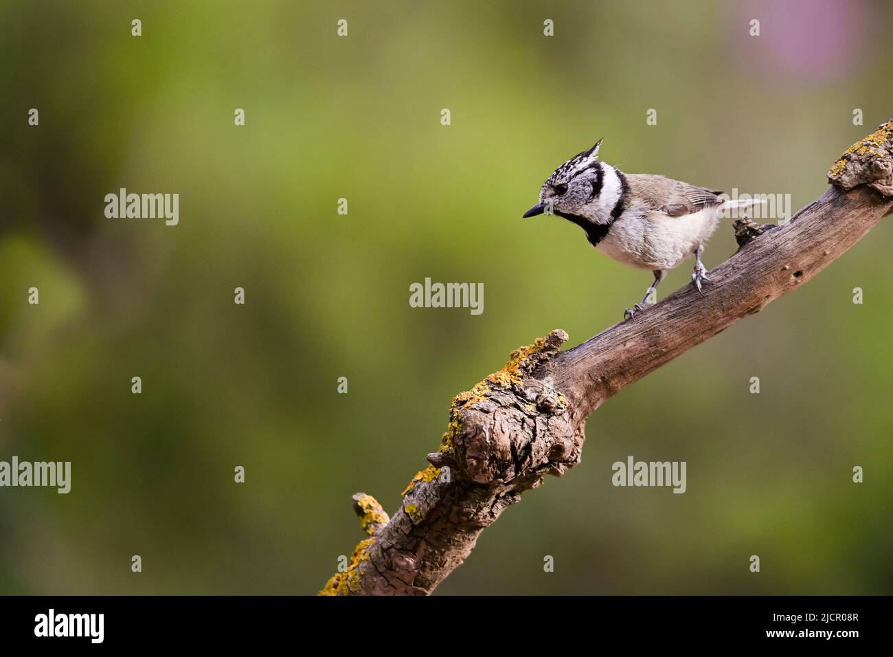 Lophophanes cristatus - The blue tit is a species of passerine bird in ...