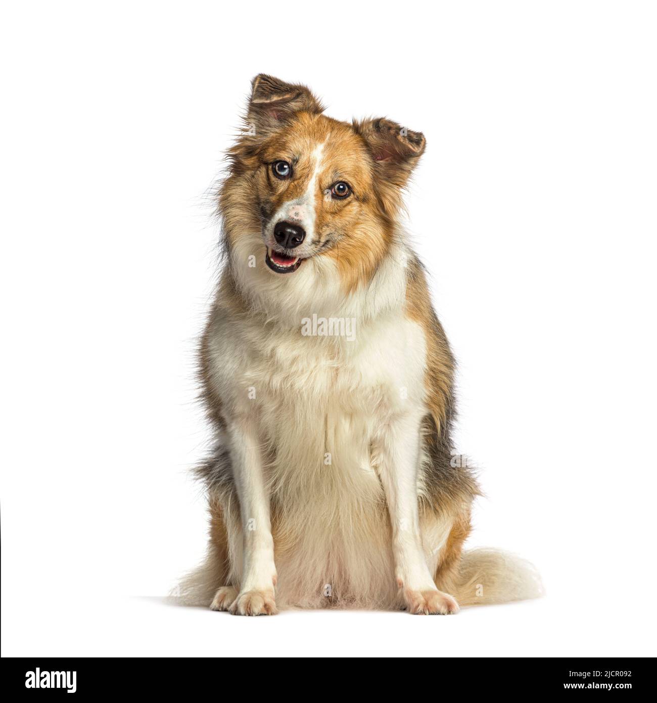 odd-eyed Border collie dog, isolated on white Stock Photo - Alamy