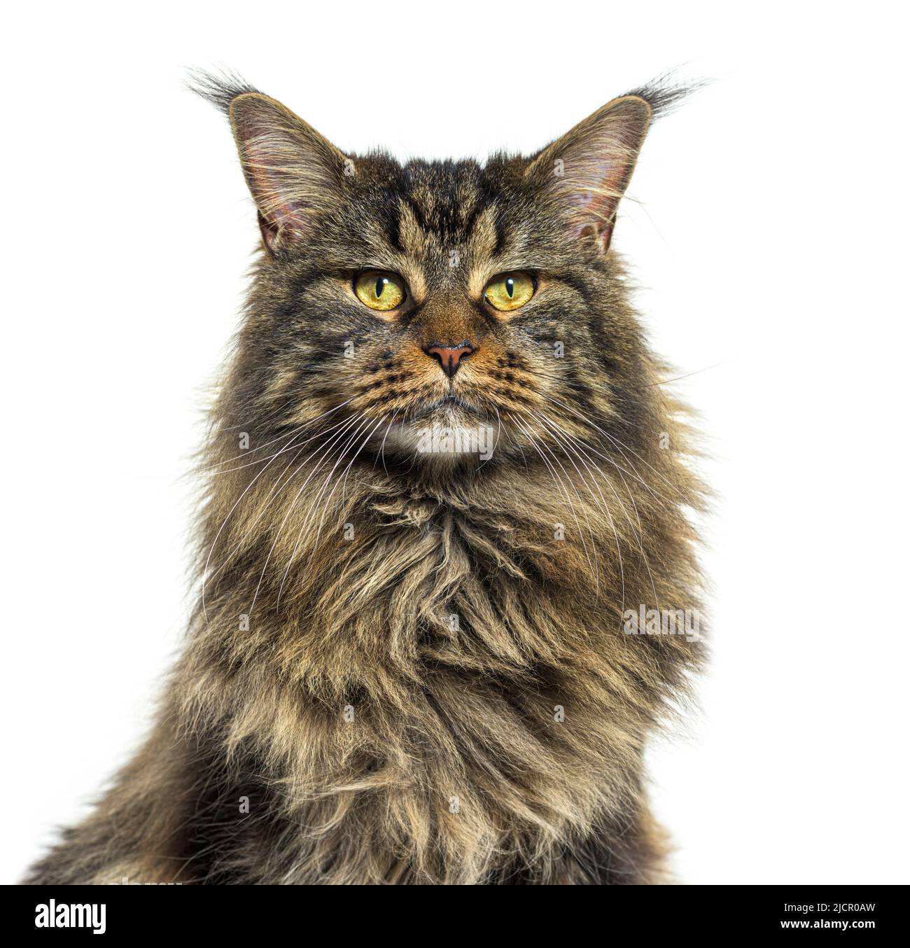Close-up on Maine coon head, isolated on white Stock Photo - Alamy