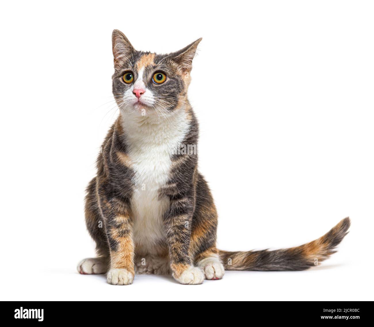 Tri colored Mixed breed cat with yellow eyes sitting, isolated Stock ...