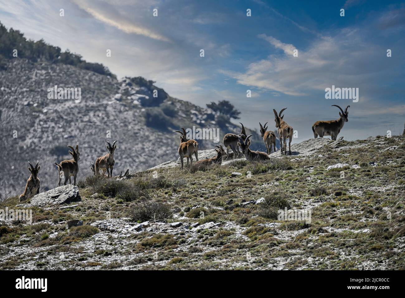 The Iberian ibex or ibex is one of the species of bovids of the genus ...