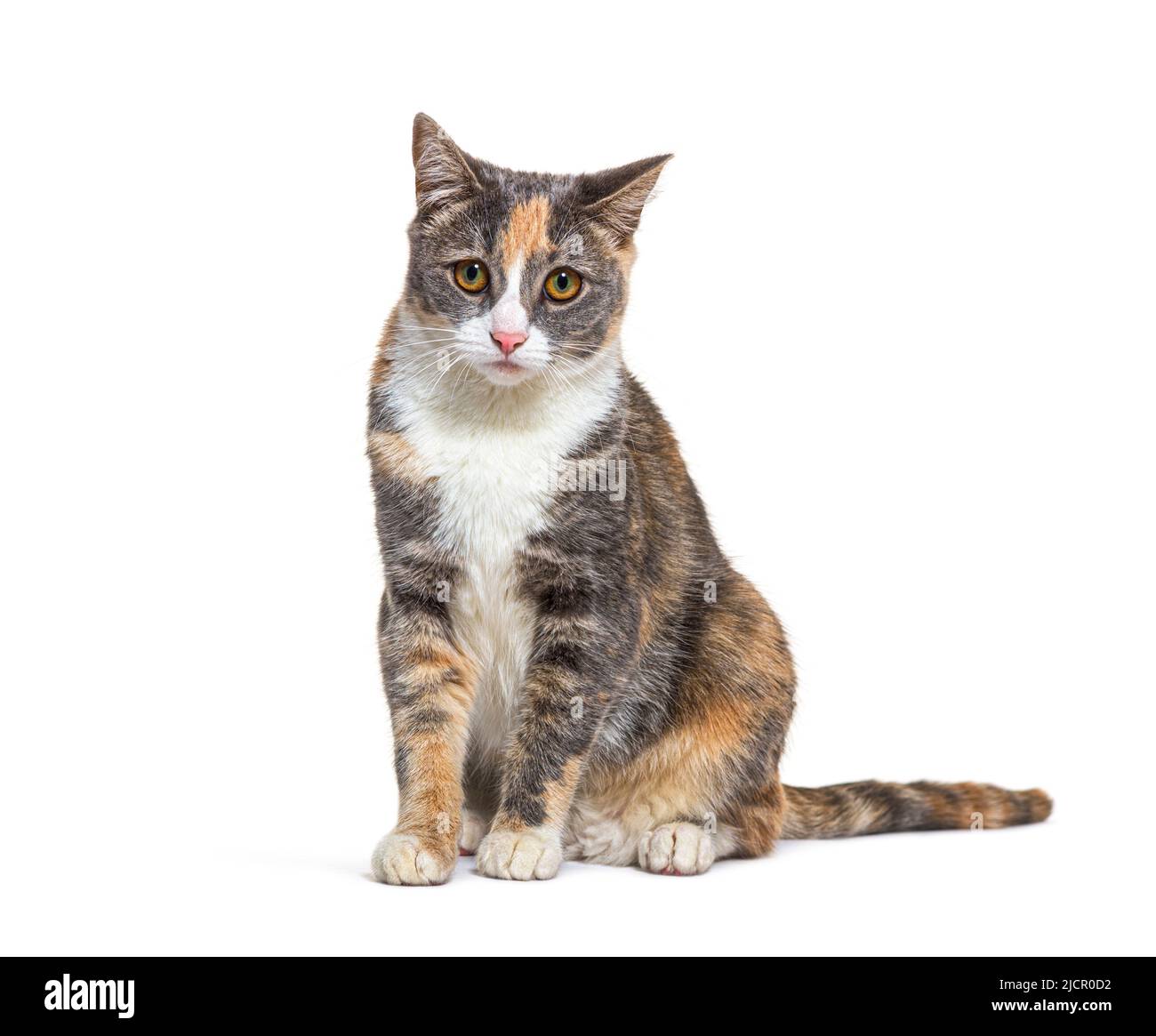 Tri colored Mixed breed cat with yellow eyes sitting, isolated Stock ...