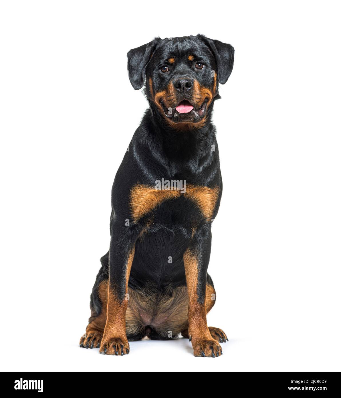 Black And Brown Rottweiler