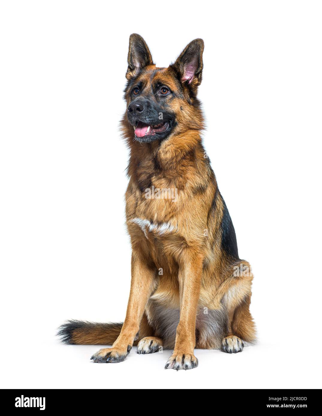German Shepherd dog sitting, panting and looking away Stock Photo - Alamy