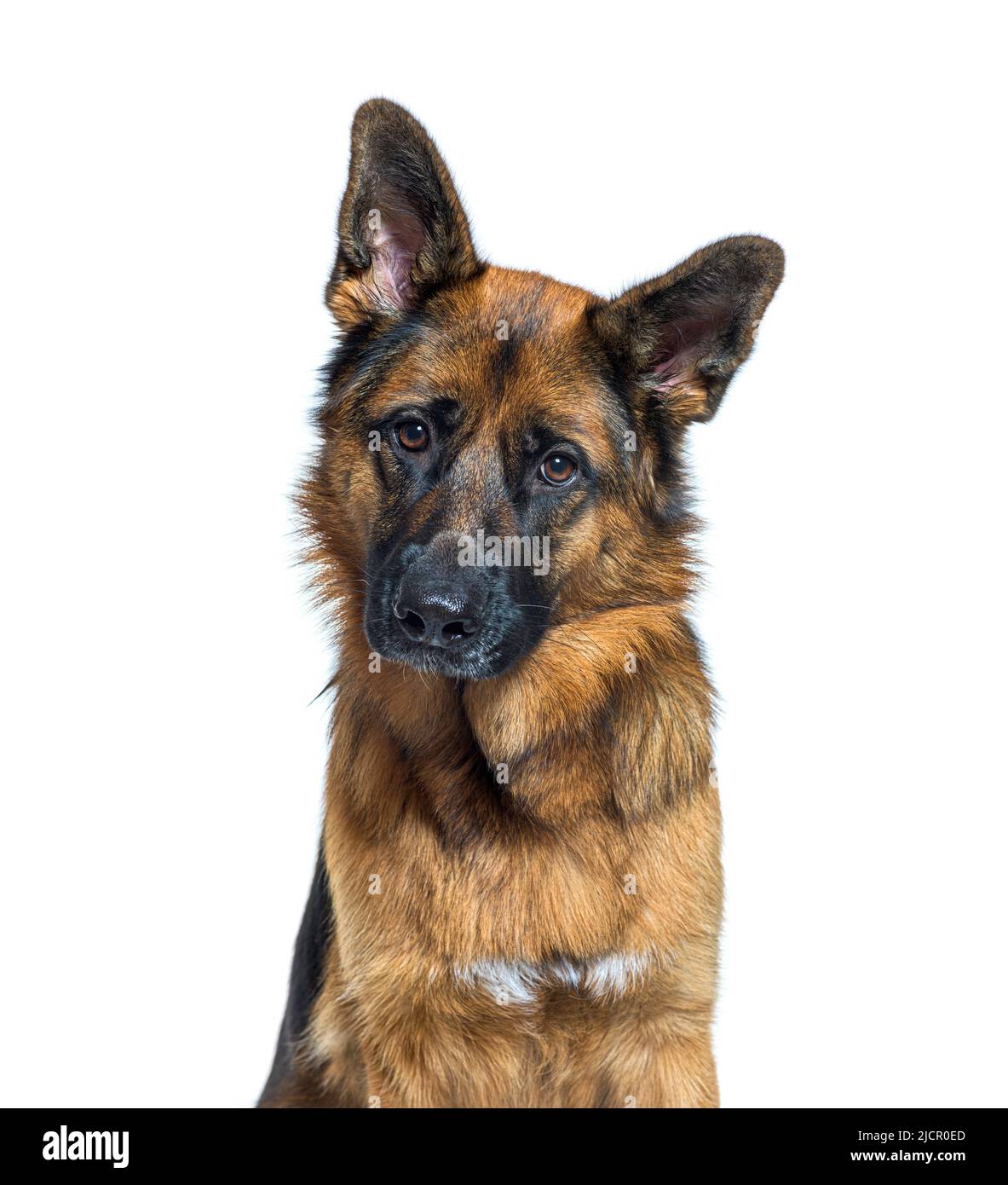 German shepherd head shot hi-res stock photography and images - Alamy