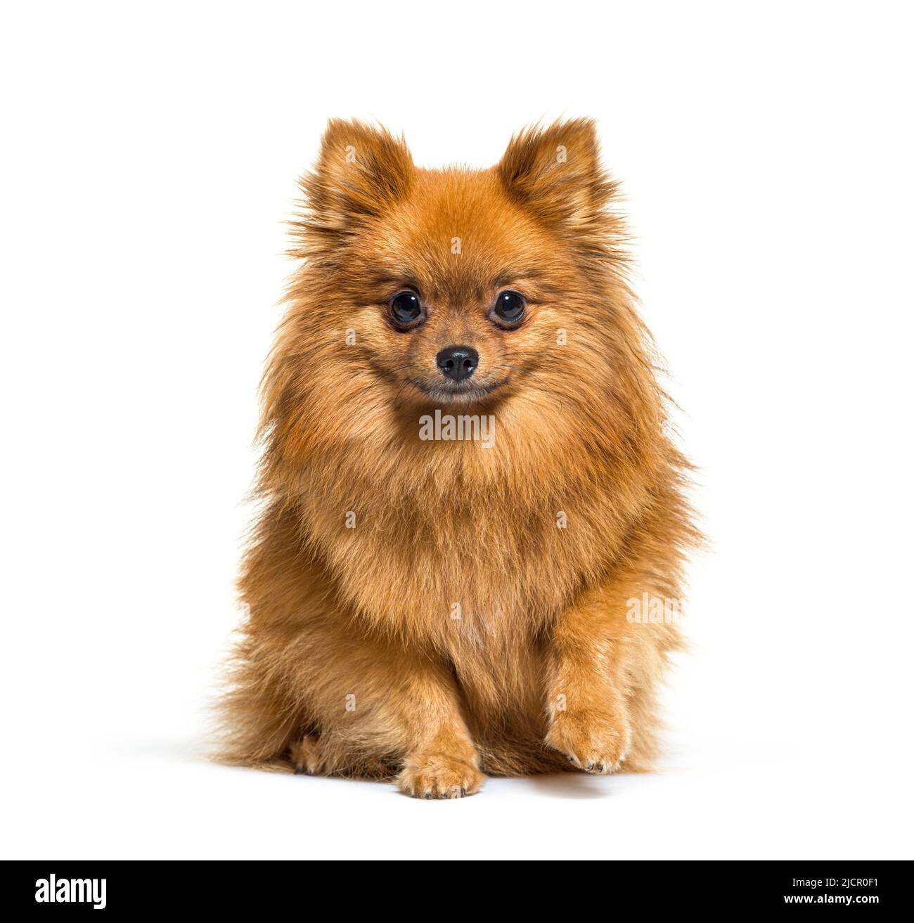 Red Pomeranian dog sitting in front, isolated on white Stock Photo - Alamy