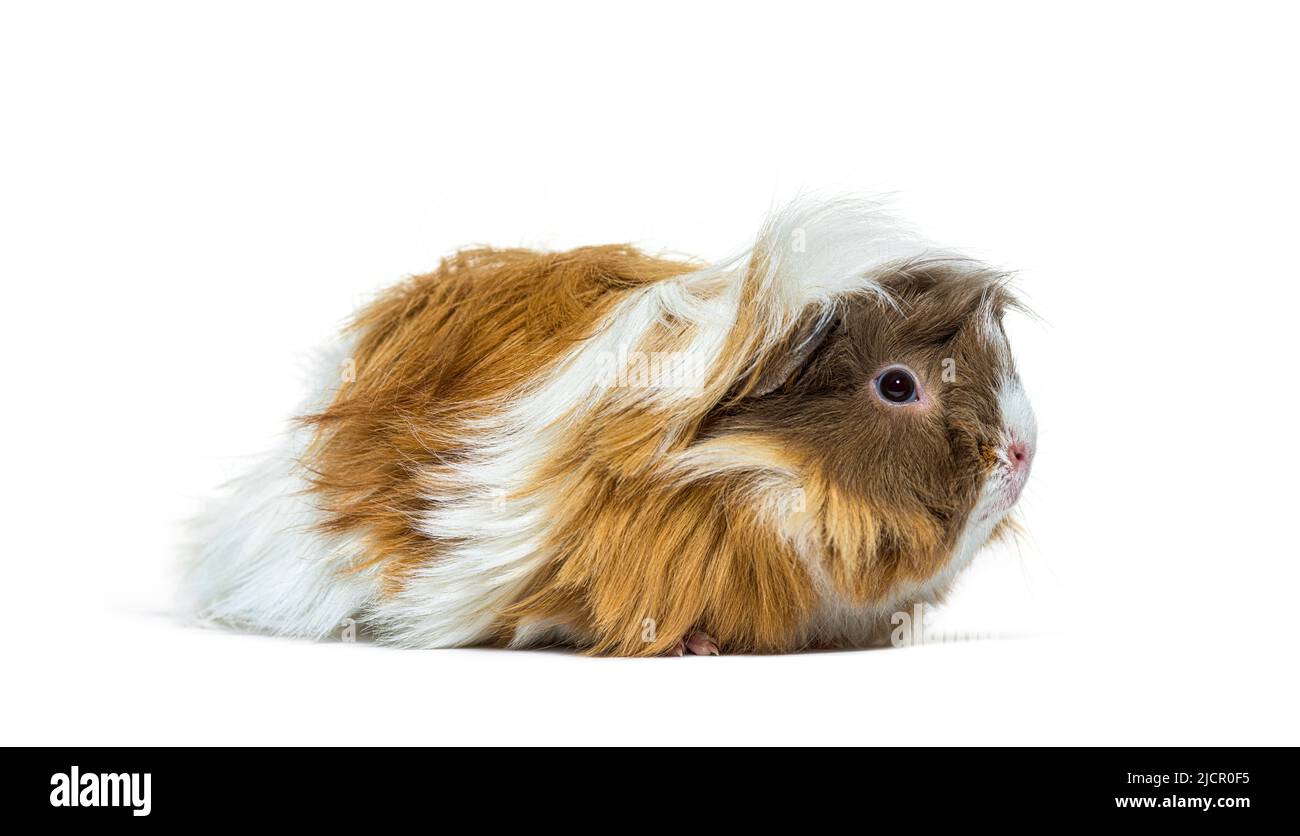 portrait Side view of a tri colored long haired Guinea pig, isolated on ...