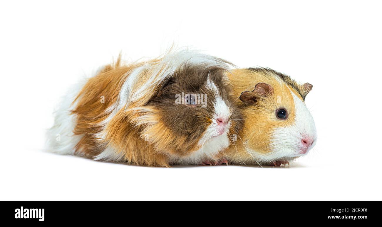 Two Tri colored long haired Guinea pig Stock Photo - Alamy