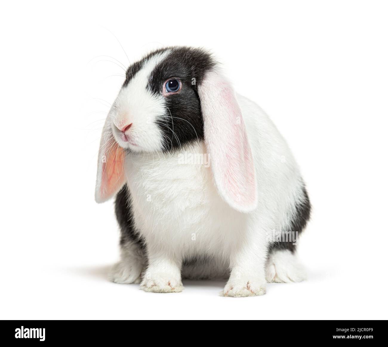 Black and white lop rabbit blue eyed Stock Photo - Alamy