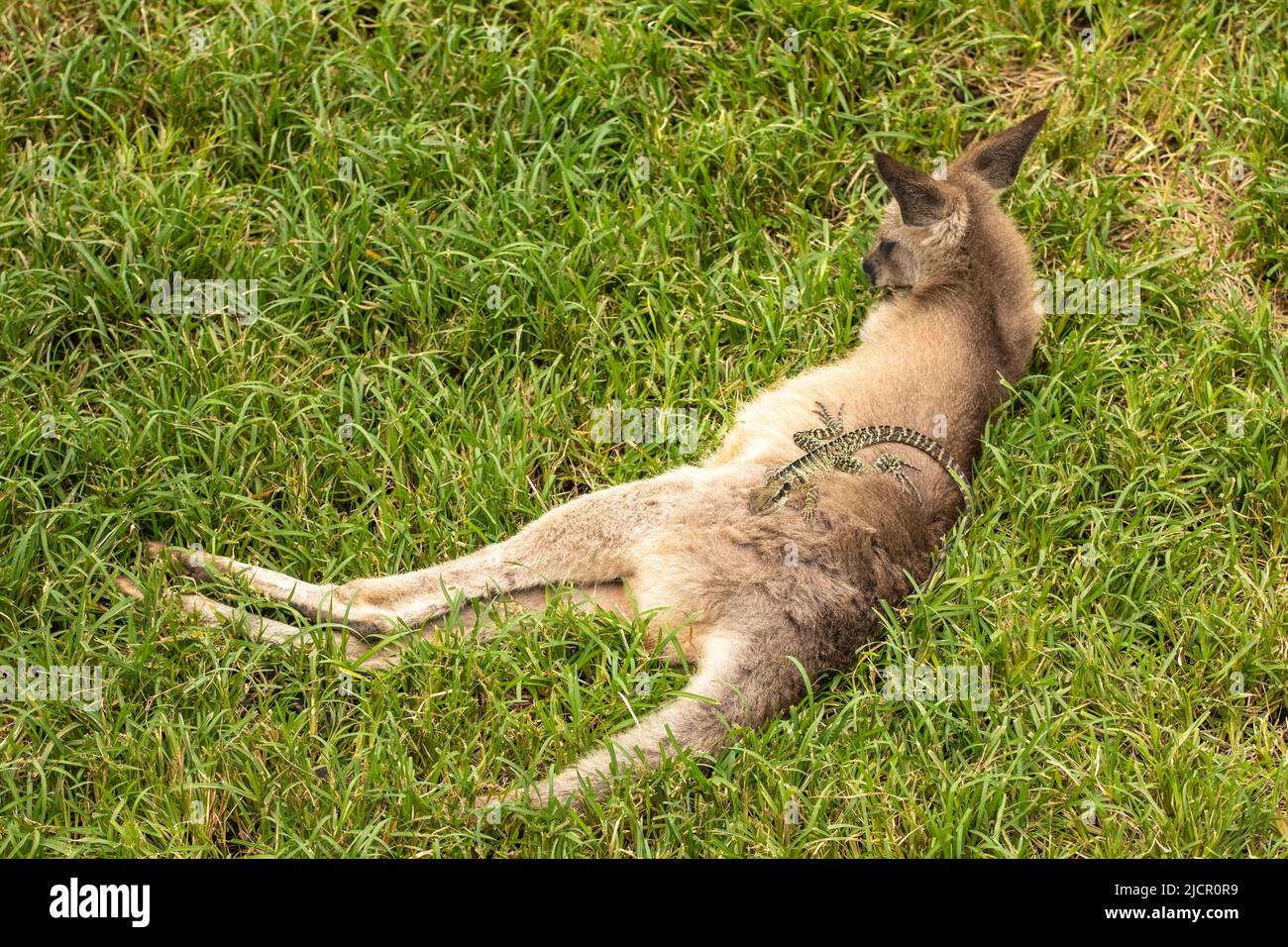 Eastern grey kangaroo (Macropus giganteus) in captivity lies relaxed on ...