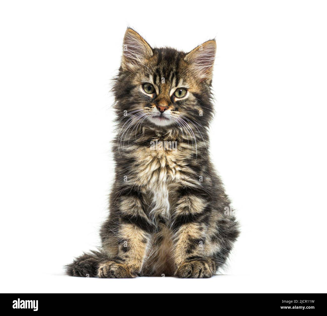 Maine Coon kitten nine weeks old, sitting isolated on white Stock Photo ...