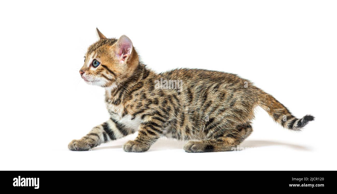 Purebred six weeks old Cut Out Stock Images & Pictures - Alamy