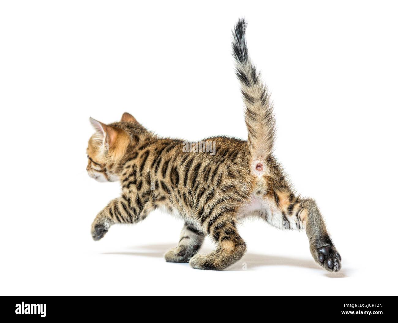 Bengal kitten walking away and looking backwards, six weeks old ...
