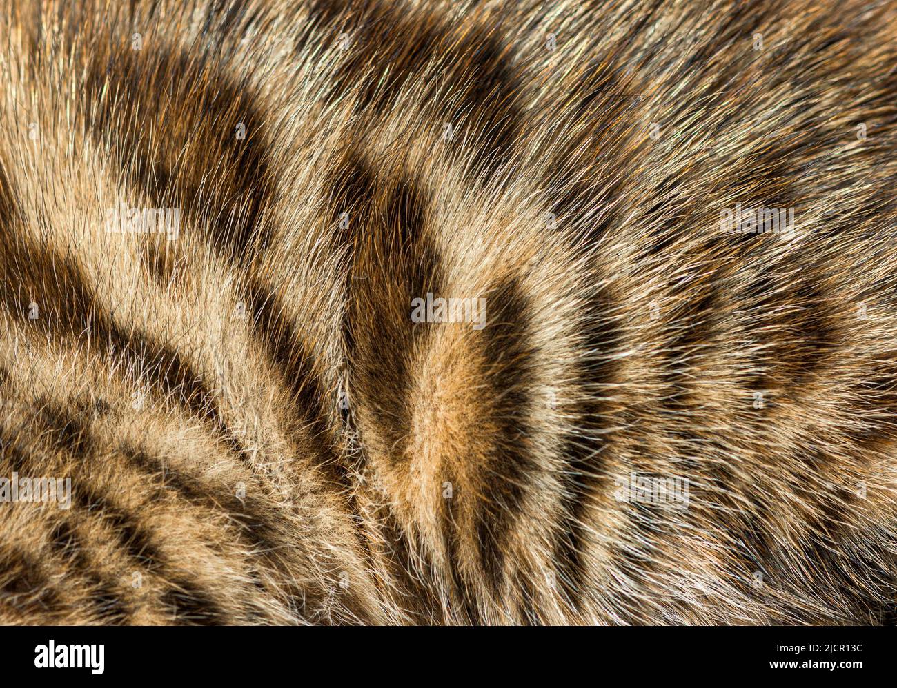 Close-up on the Bengal cat fur, Animal background Stock Photo - Alamy