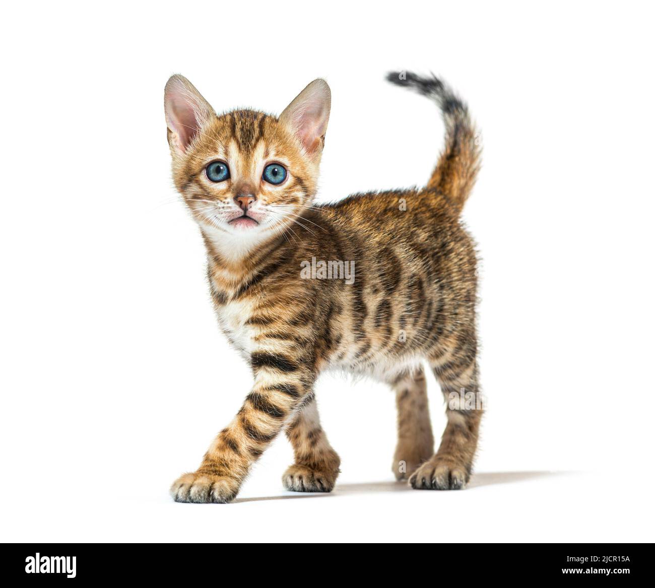 Cat walking away facing camera hi-res stock photography and images - Alamy