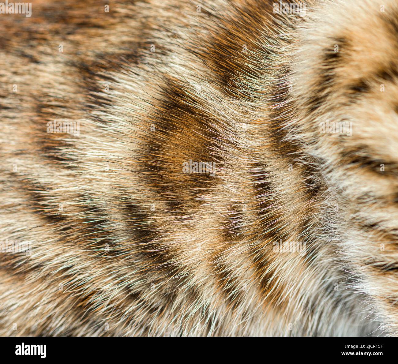 Close-up on the Bengal cat fur, Animal background Stock Photo - Alamy