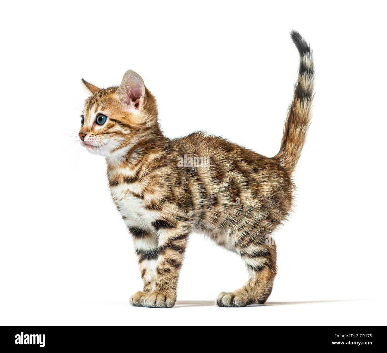 Kitten profile hi-res stock photography and images - Alamy