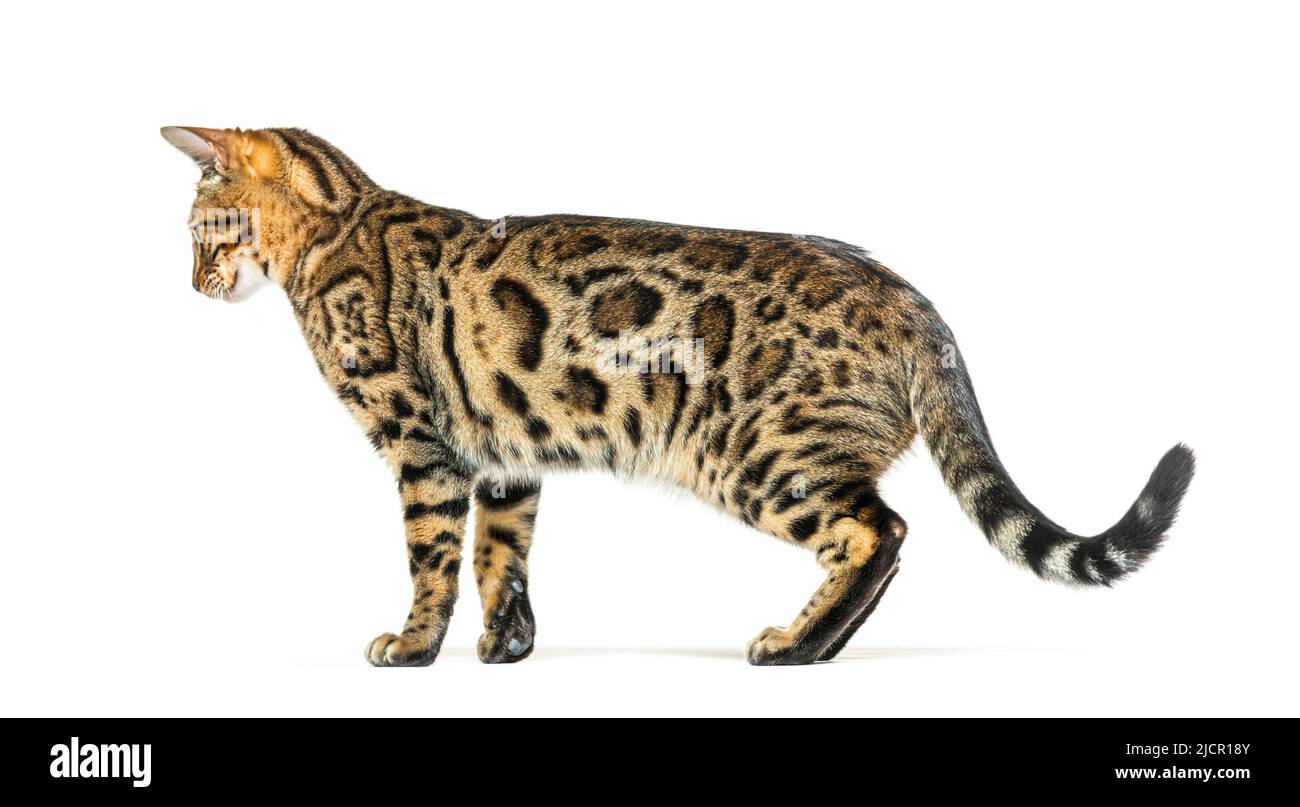 Bengal cat adult domestic hi-res stock photography and images - Alamy