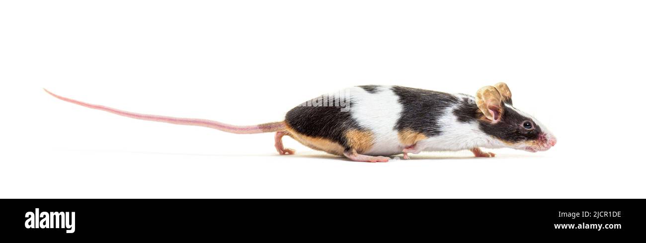 Mouse Animal Side View