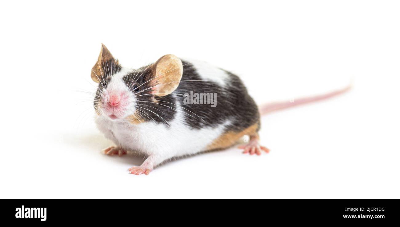 White mouse looking at camera hi-res stock photography and images - Alamy